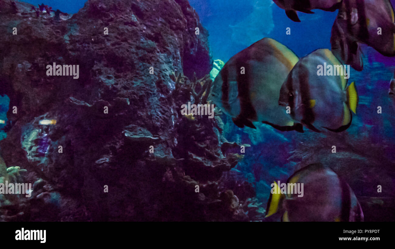 Large salt water aquarium different hi-res stock photography and images ...