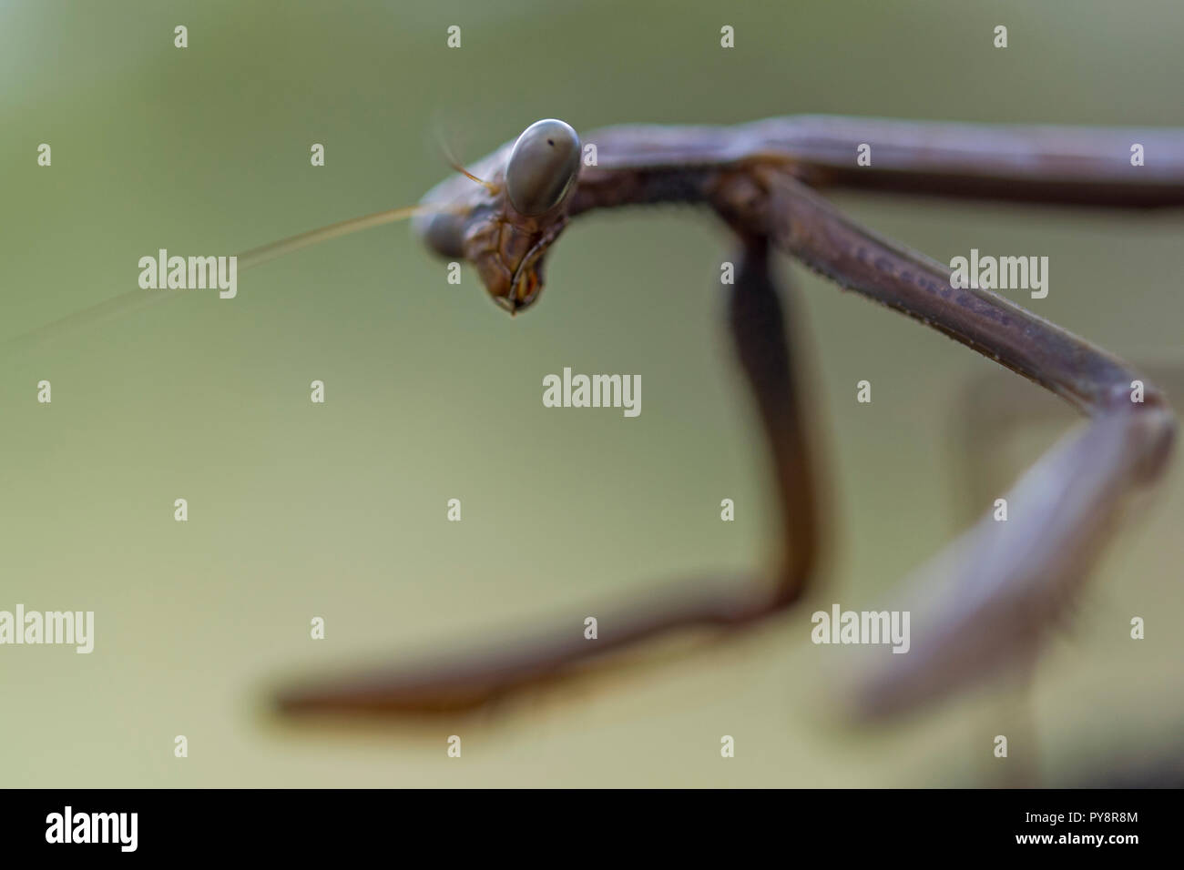 Mantis head hi-res stock photography and images - Alamy