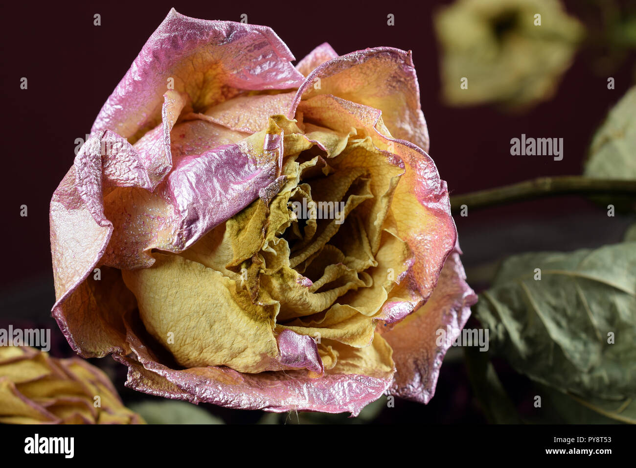 Faded Pink Rose High Resolution Stock Photography and Images - Alamy