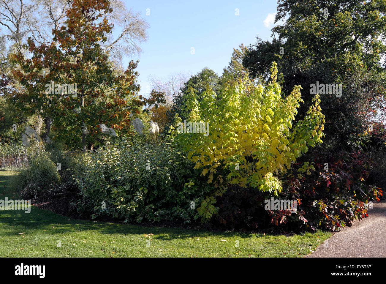 Acer negundo hi-res stock photography and images - Alamy