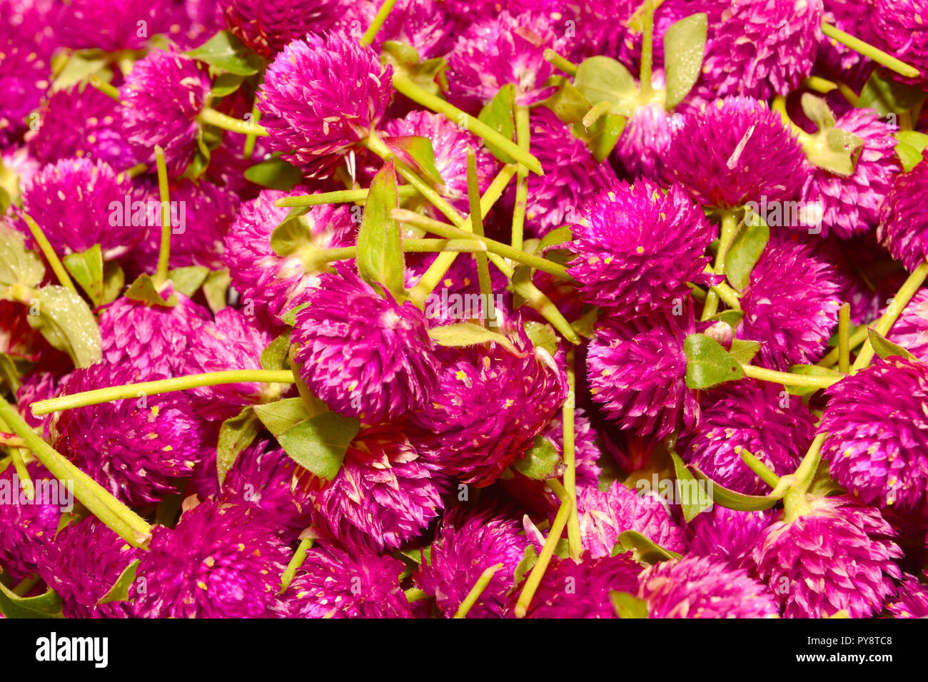 fresh globe amaranth flower texture background * * note deep of field ...