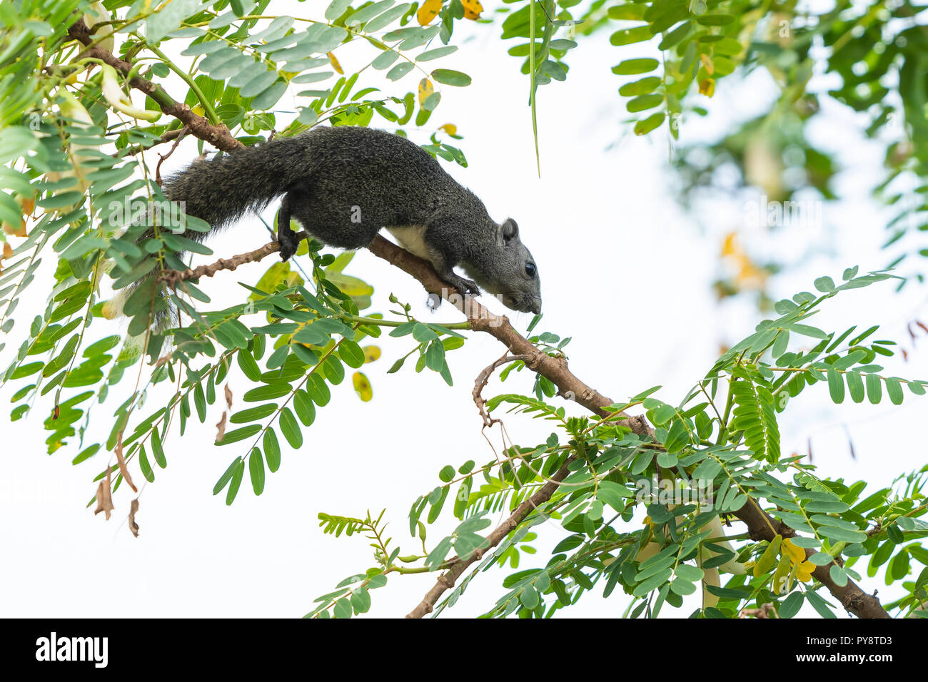 Vegetable hummingbird tree hi-res stock photography and images - Alamy