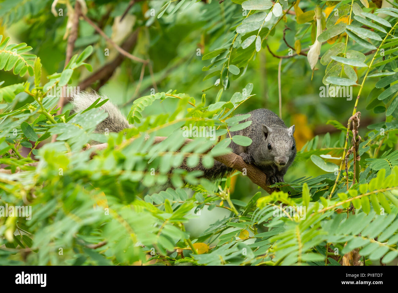 Vegetable hummingbird tree hi-res stock photography and images - Alamy