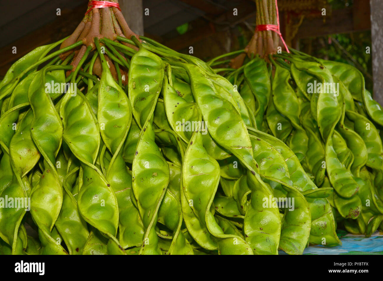 Fresh bunch of Parkia speciosa or green beans, stink beans, stink ...