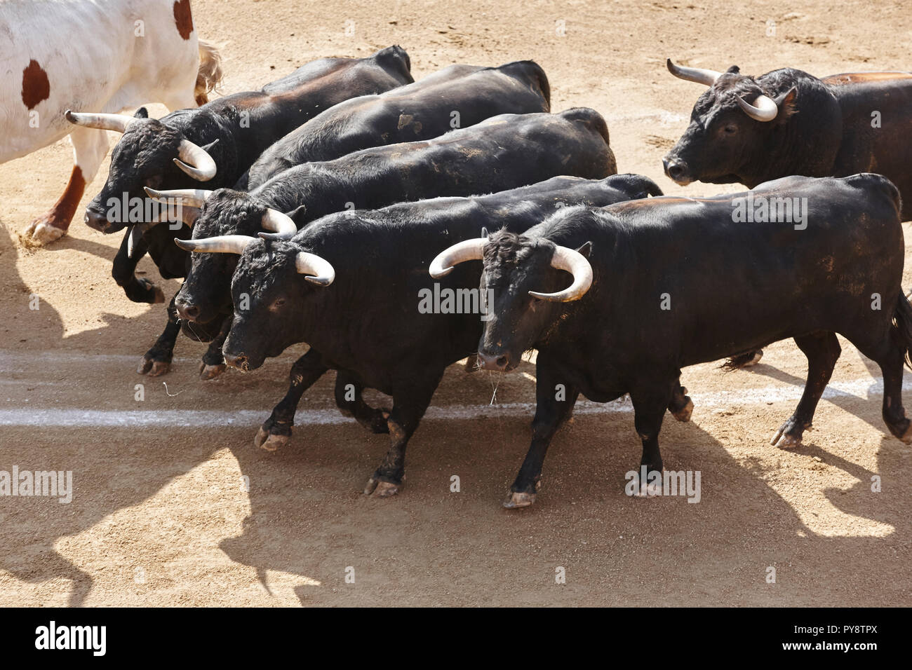 Fighting bulls in the arena. Bullring. Toro bravo. Spain. Horizontal ...
