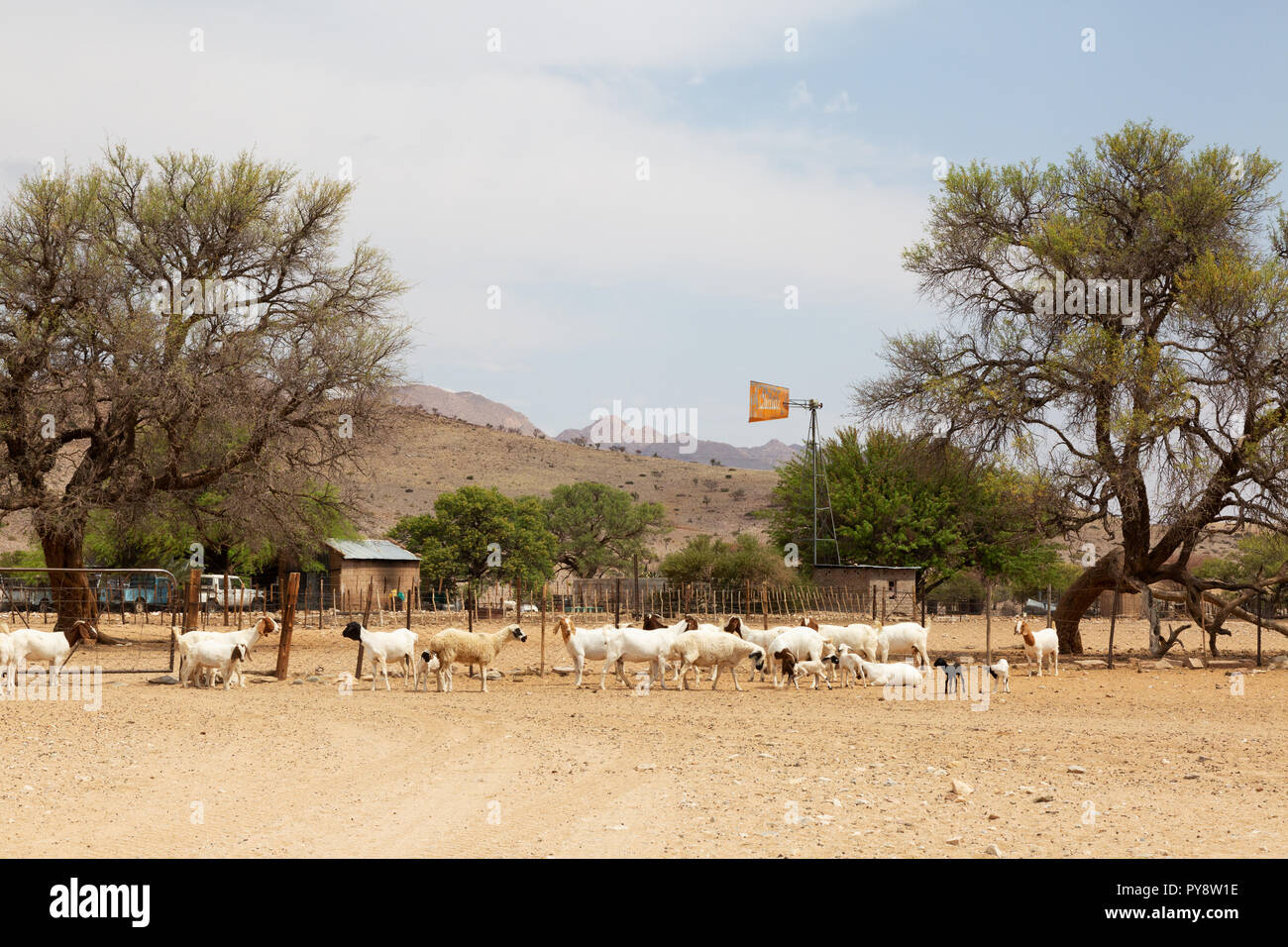 Namibia farming - goats on a farm with farm buildings, Solitaire ...