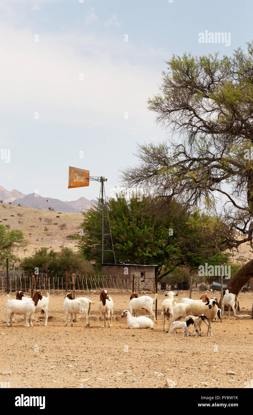 Namibia farming - goats on a farm with farm buildings, Solitaire ...
