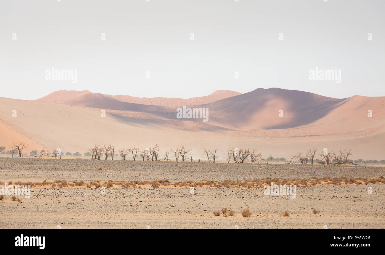 Namibia landscape - sand dunes and trees in the Namib Desert, Namib ...