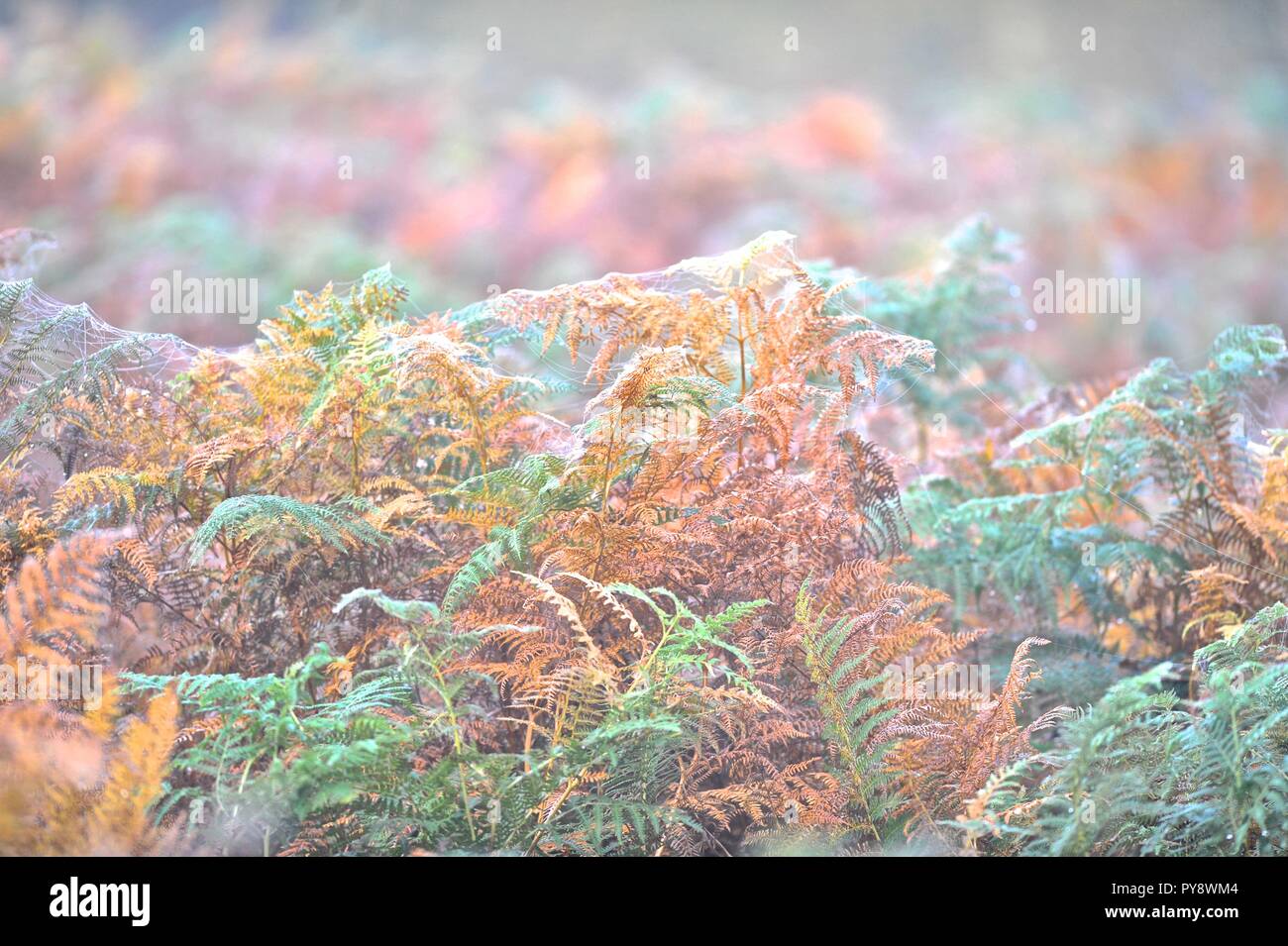 Warm autumn landscape colours Stock Photo - Alamy