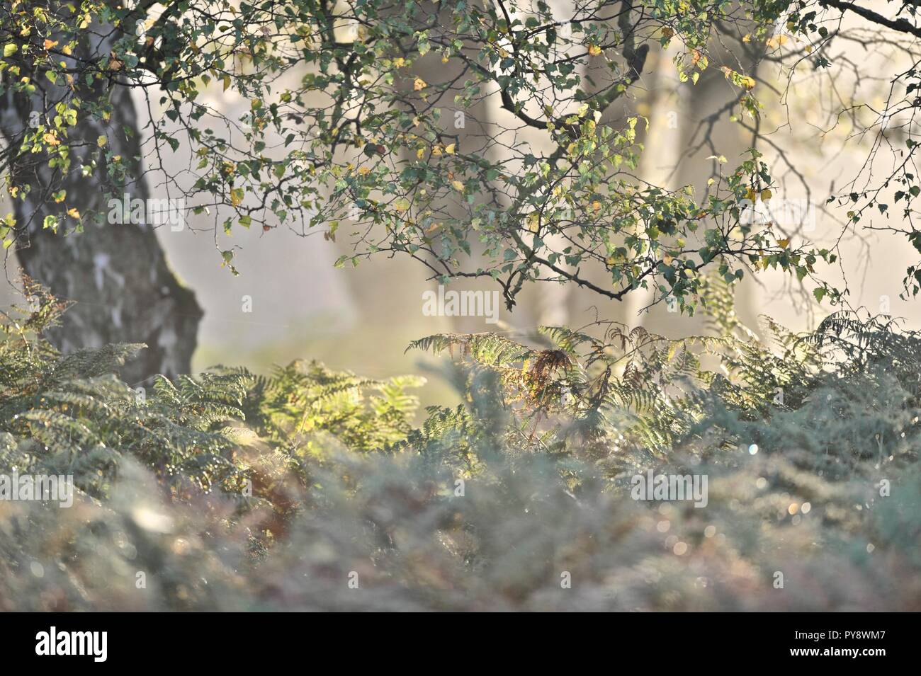 Warm autumn landscape colours Stock Photo - Alamy