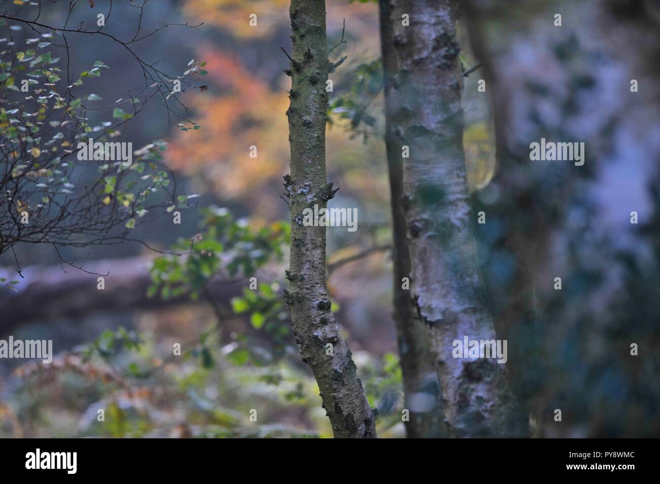 Warm autumn landscape colours Stock Photo - Alamy