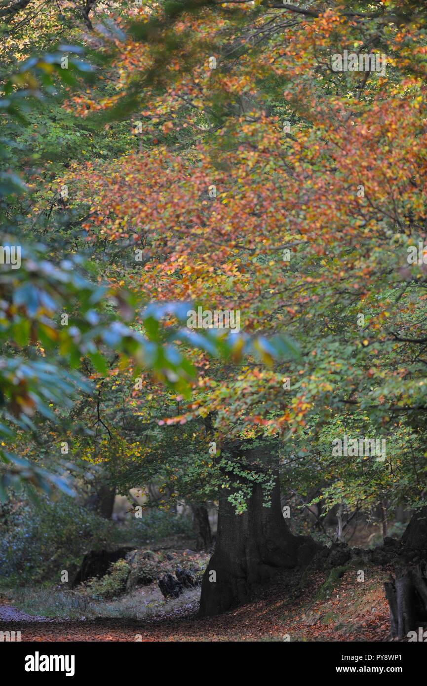 Glorious autumn colours Stock Photo - Alamy