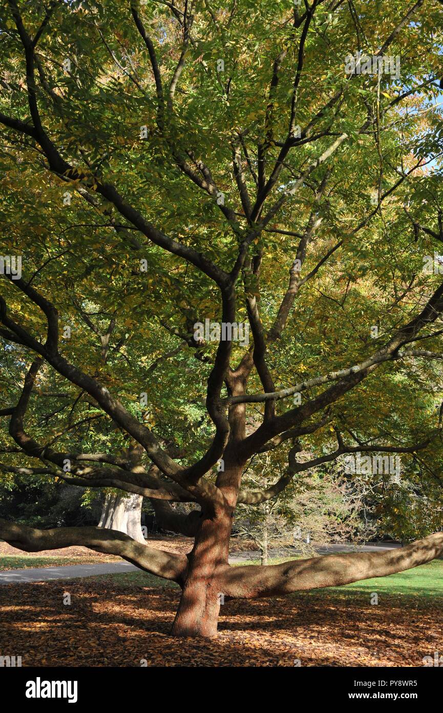 Glorious autumn colours Stock Photo - Alamy