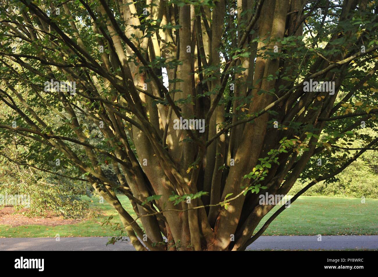 Glorious autumn colours Stock Photo - Alamy