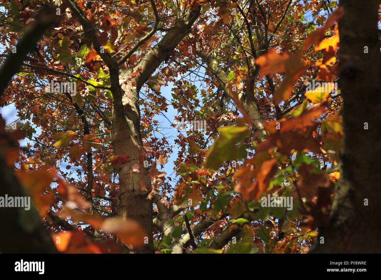 Glorious autumn colours Stock Photo - Alamy