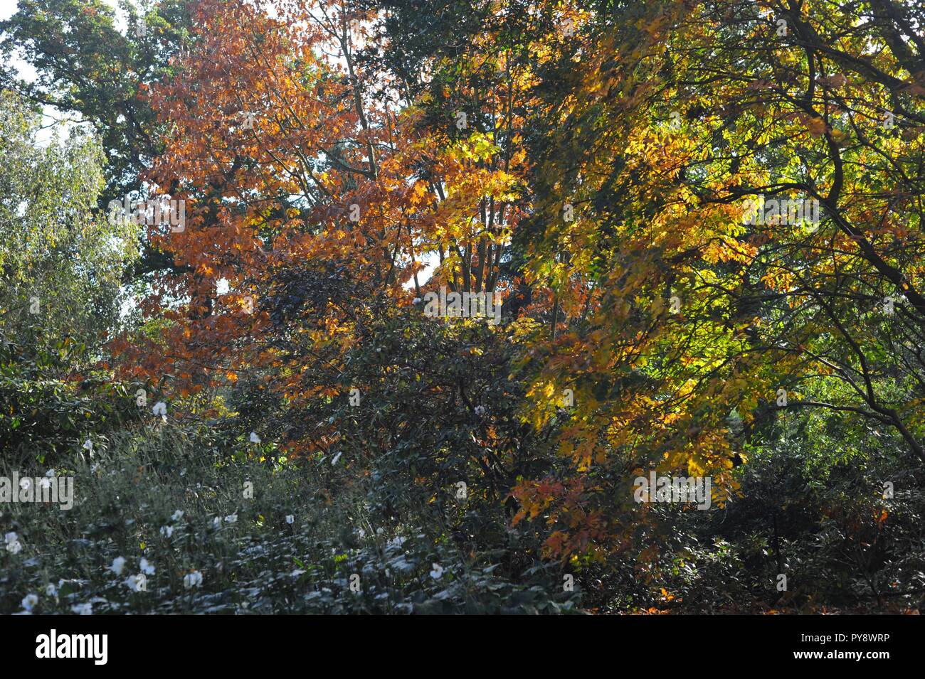 Glorious autumn colours Stock Photo - Alamy
