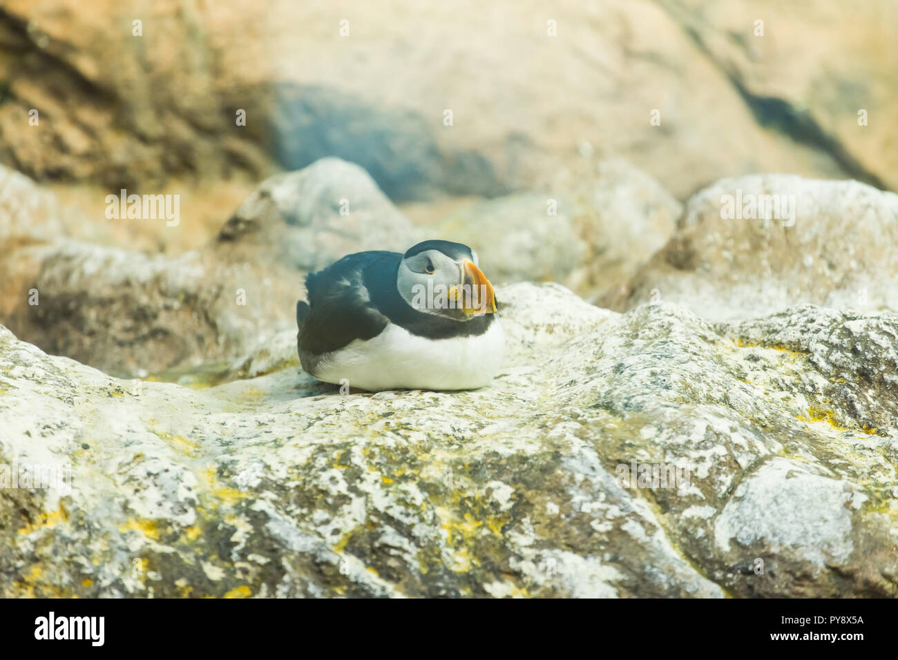 Bird, wildlife and zoo concept - Atlantic Puffin or common puffin Stock ...