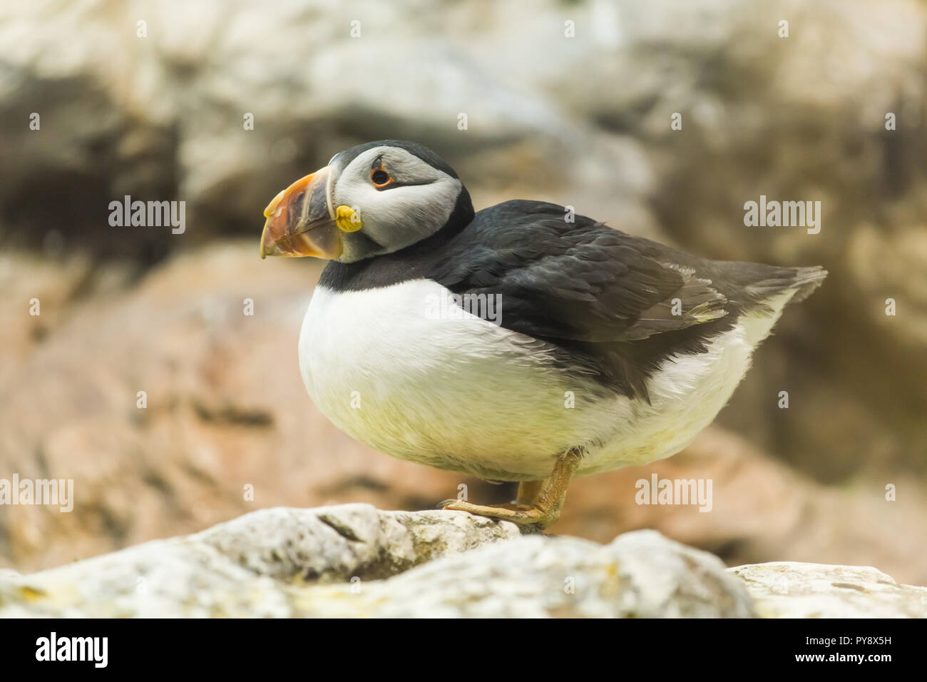 Bird, wildlife and zoo concept - Atlantic Puffin or common puffin Stock ...