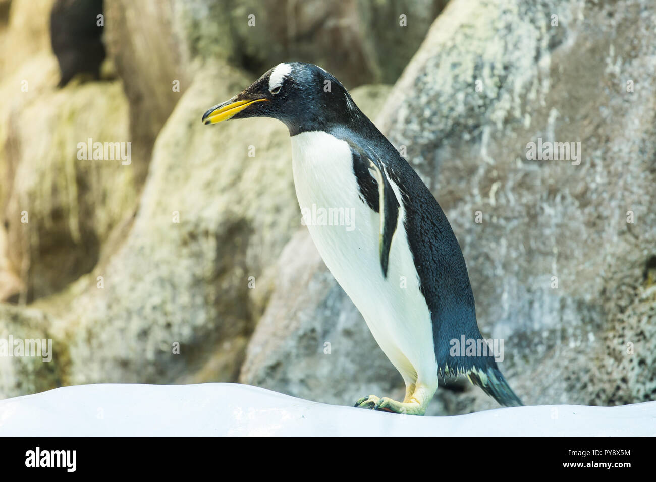 Bird, wildlife and zoo concept - Emperor penguin at the zoo Stock Photo ...