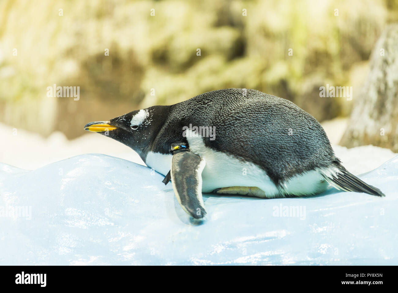 Bird, wildlife and zoo concept - Emperor penguin at the zoo Stock Photo ...