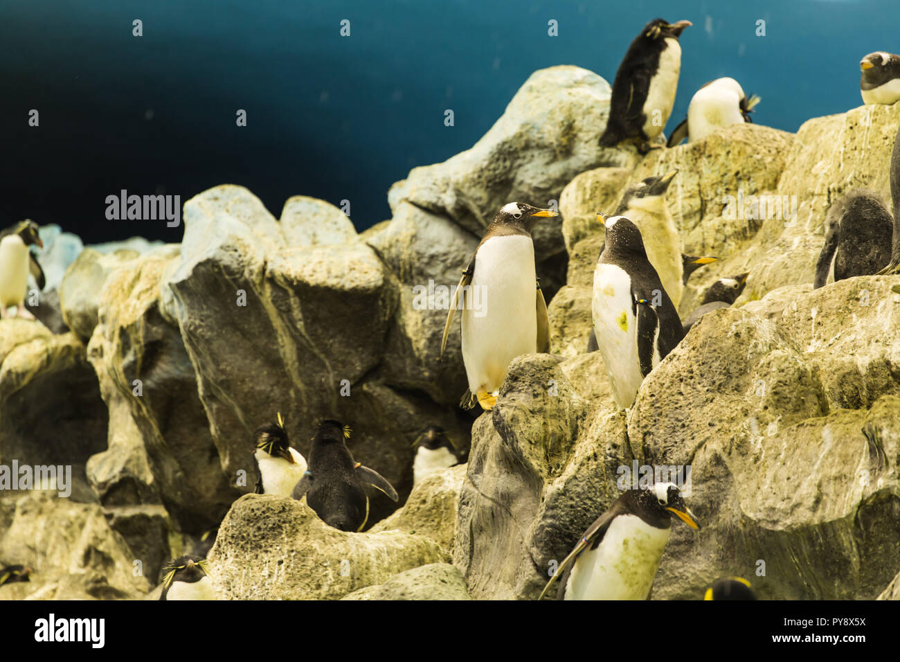 Bird, wildlife and zoo concept - Emperor penguin at the zoo Stock Photo ...