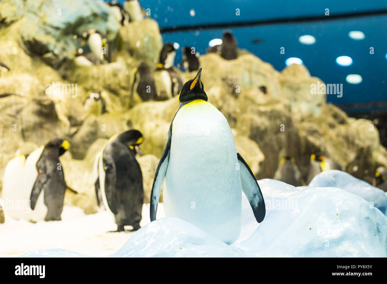 Bird, wildlife and zoo concept - Emperor penguin at the zoo Stock Photo ...
