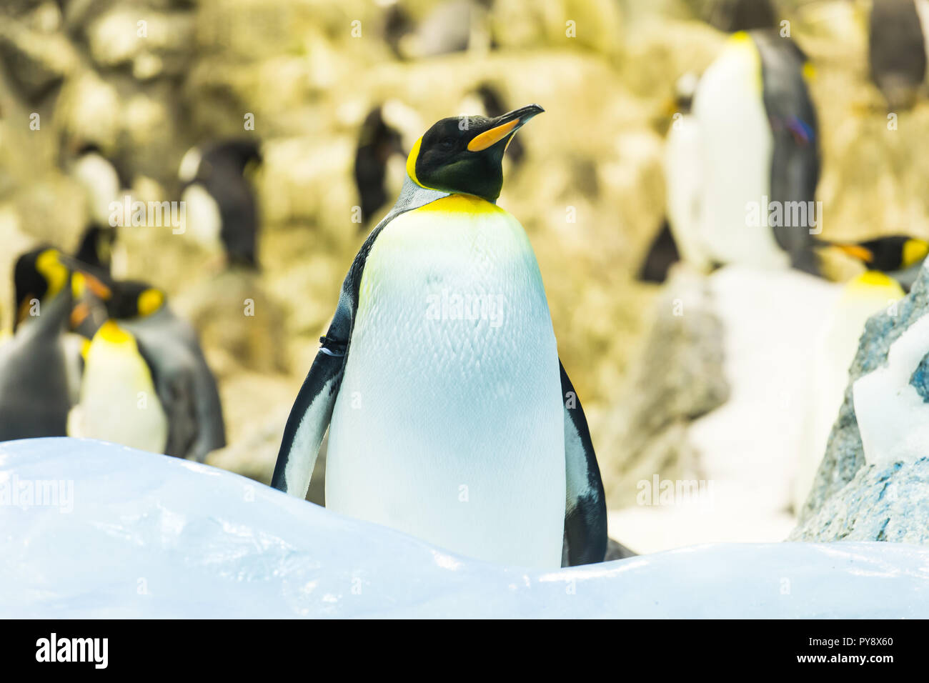 Bird, wildlife and zoo concept - Emperor penguin at the zoo Stock Photo ...