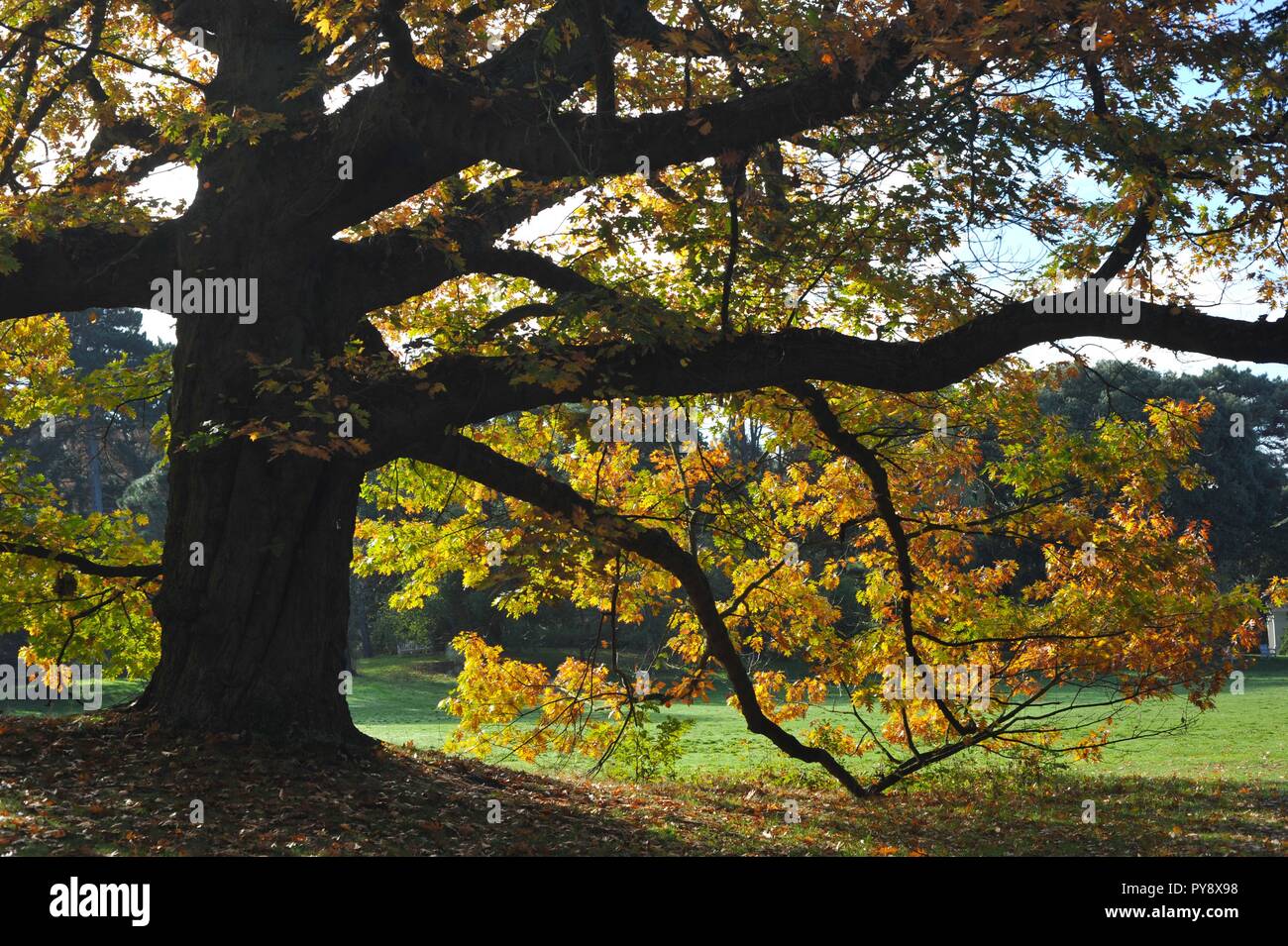 Glorious autumn colours Stock Photo - Alamy