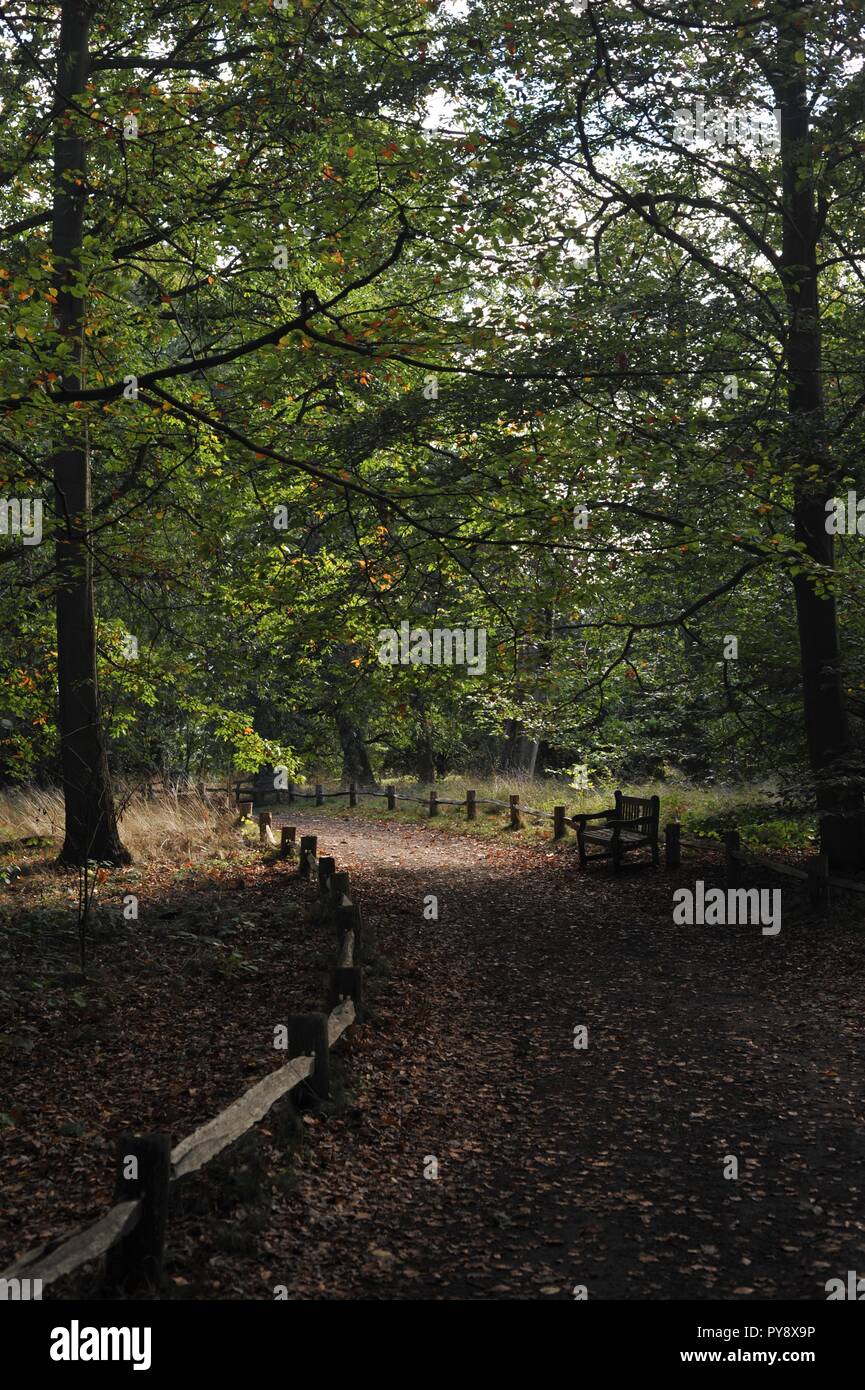 Glorious autumn colours Stock Photo - Alamy