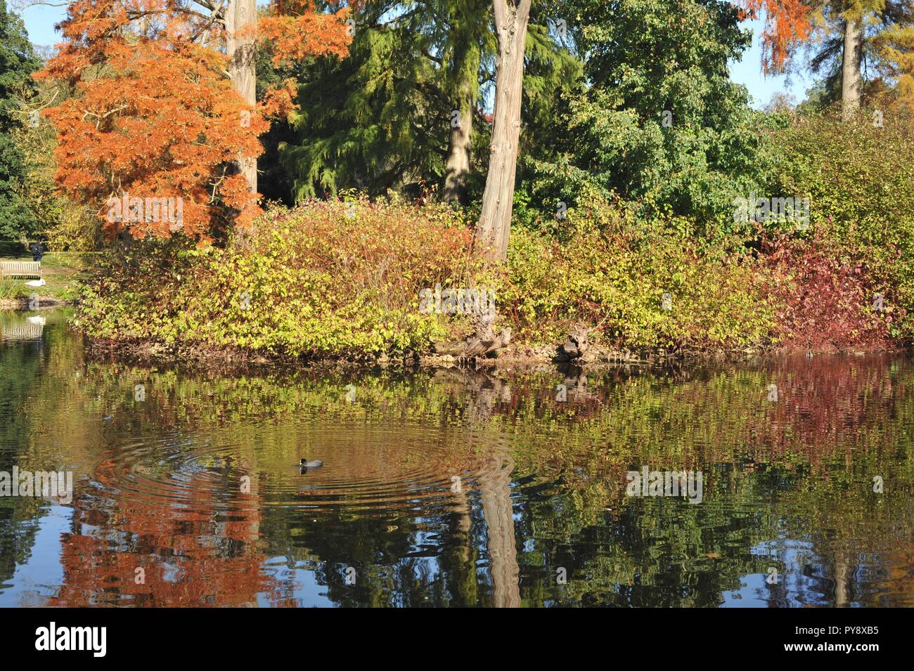 Glorious autumn colours Stock Photo - Alamy