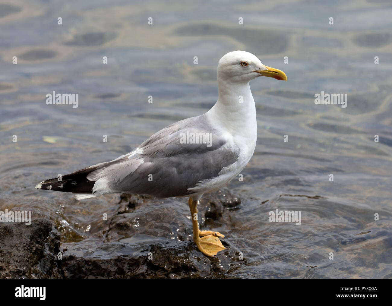 Seagull standing on a rock in the sea in Opatija, Croatia Stock Photo ...