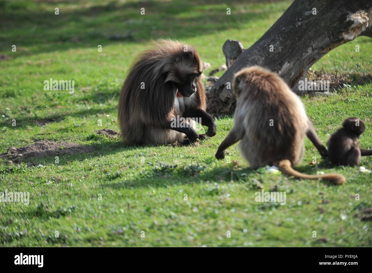 Animals in wildlife sanctuary Stock Photo - Alamy