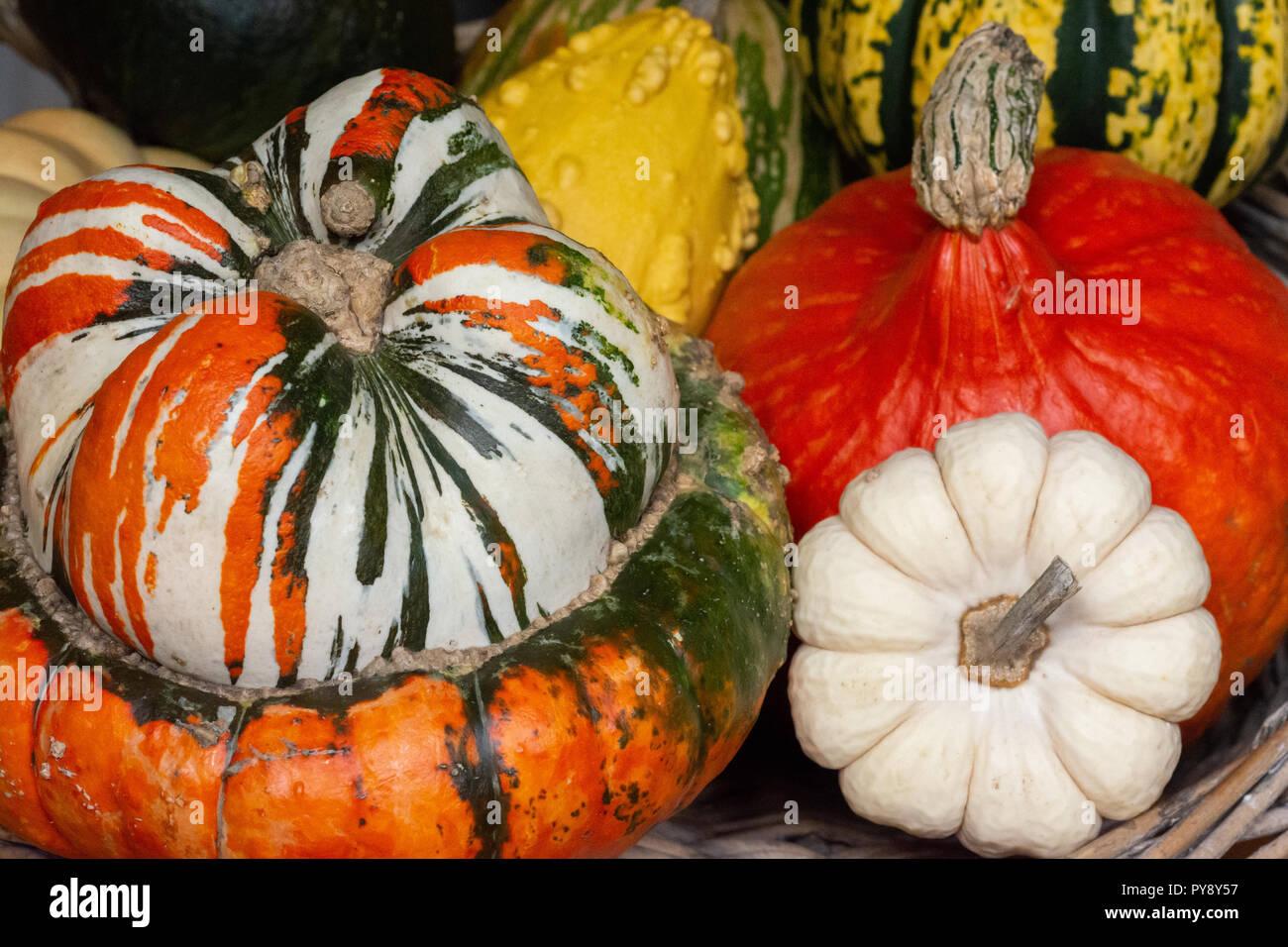 A collection of assorted colourful pumpkins including the bizarre ...