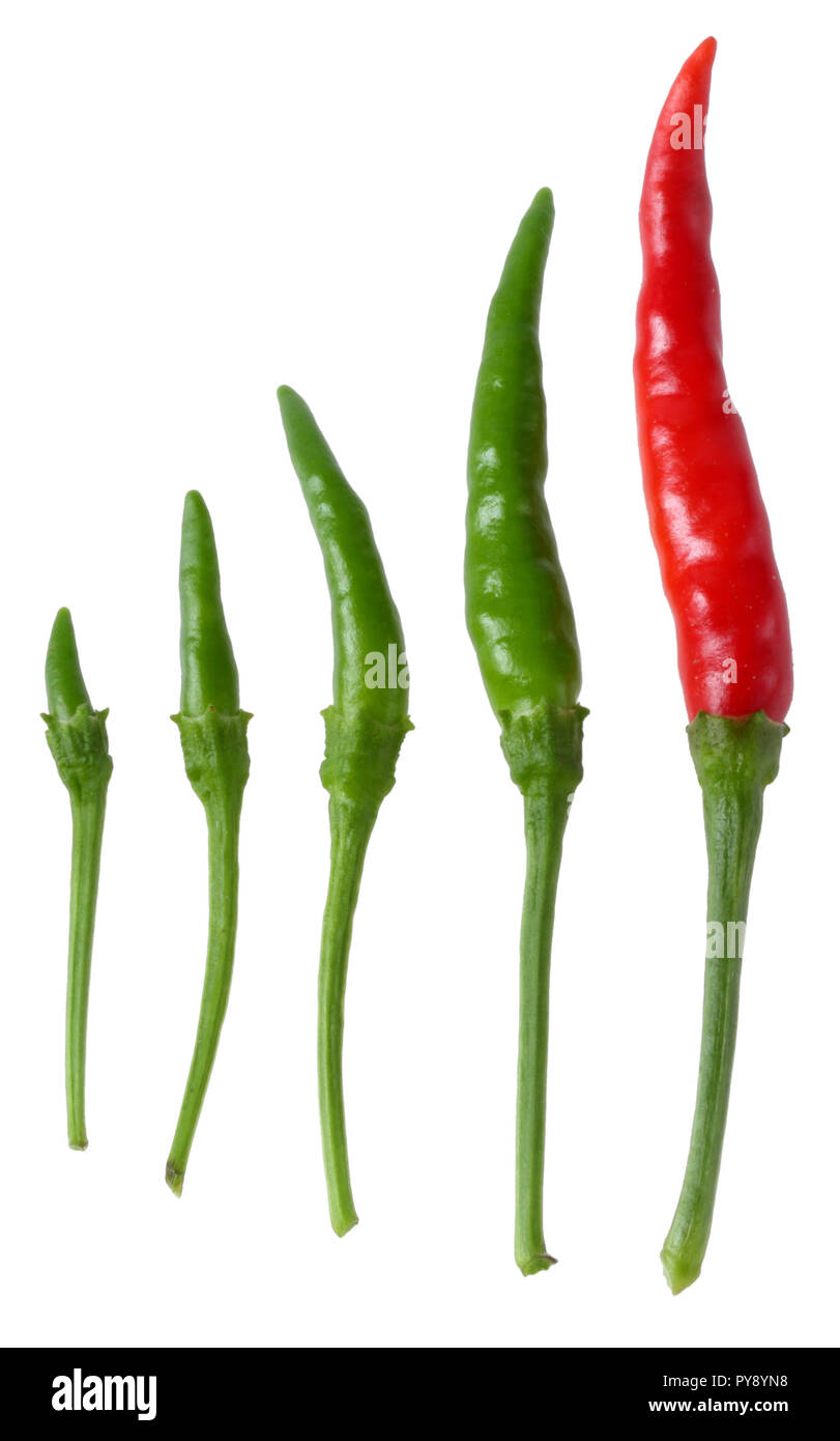 Chilli step hi-res stock photography and images - Alamy