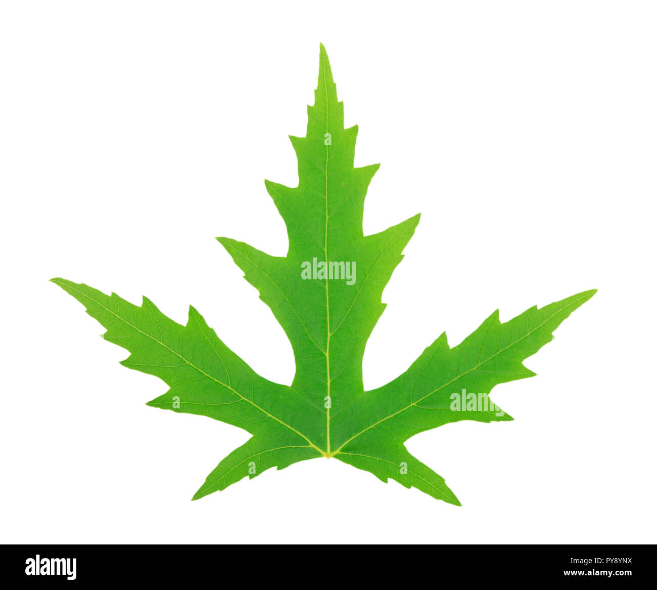 one green Silver Maple leaf with visible structure isolated on white ...