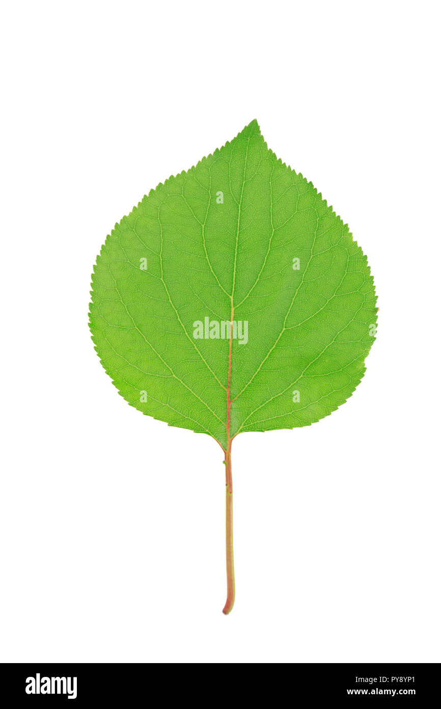 one round green leaf with visible structure isolated on white ...