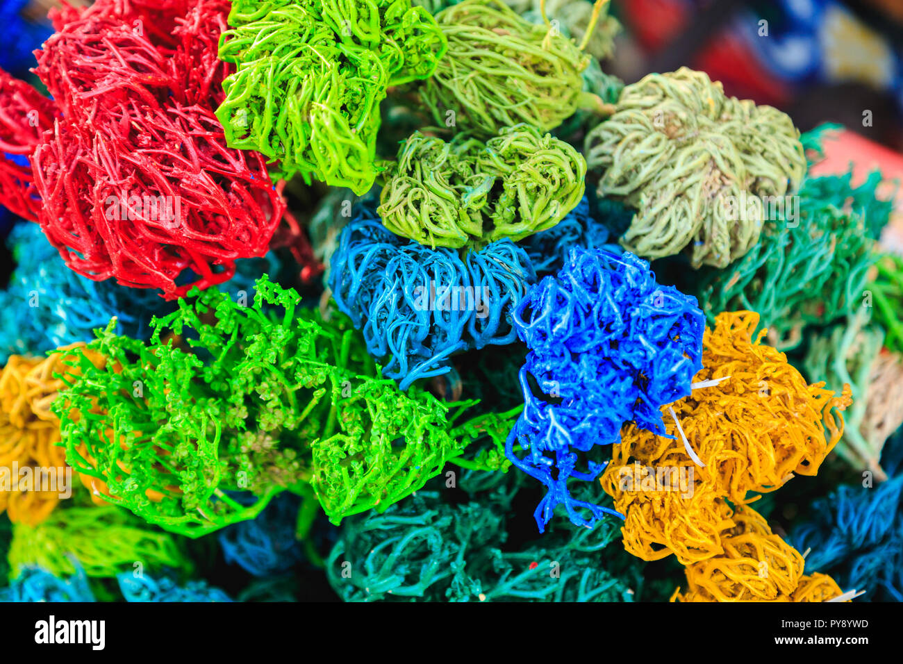 red blue green yellow colored dried algae, design elements, Seaweed ...