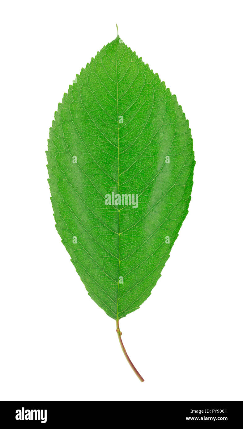 one green leaf with visible structure isolated on white background ...