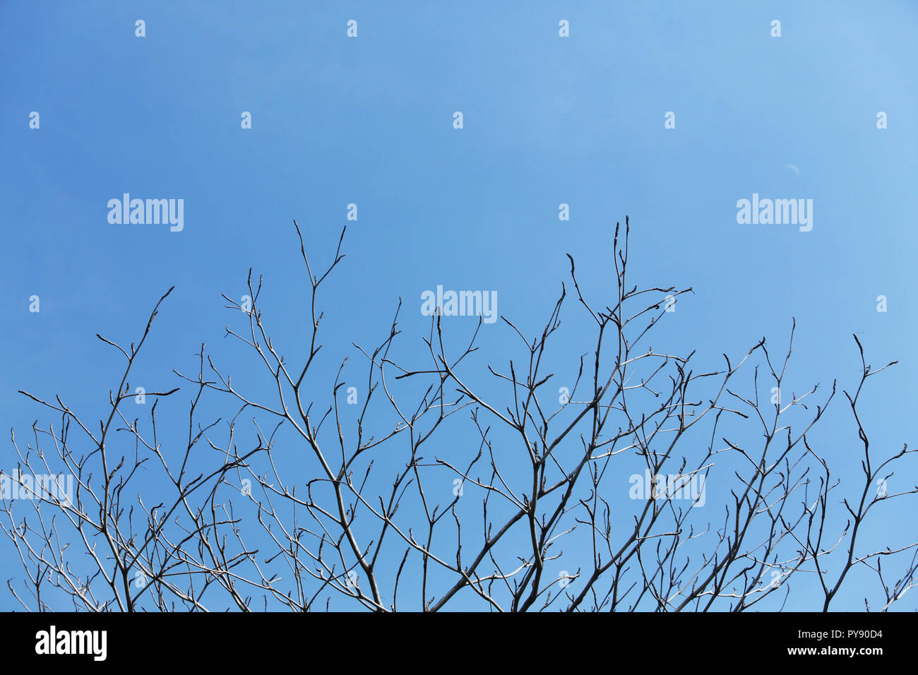 Dead twigs sky hi-res stock photography and images - Alamy