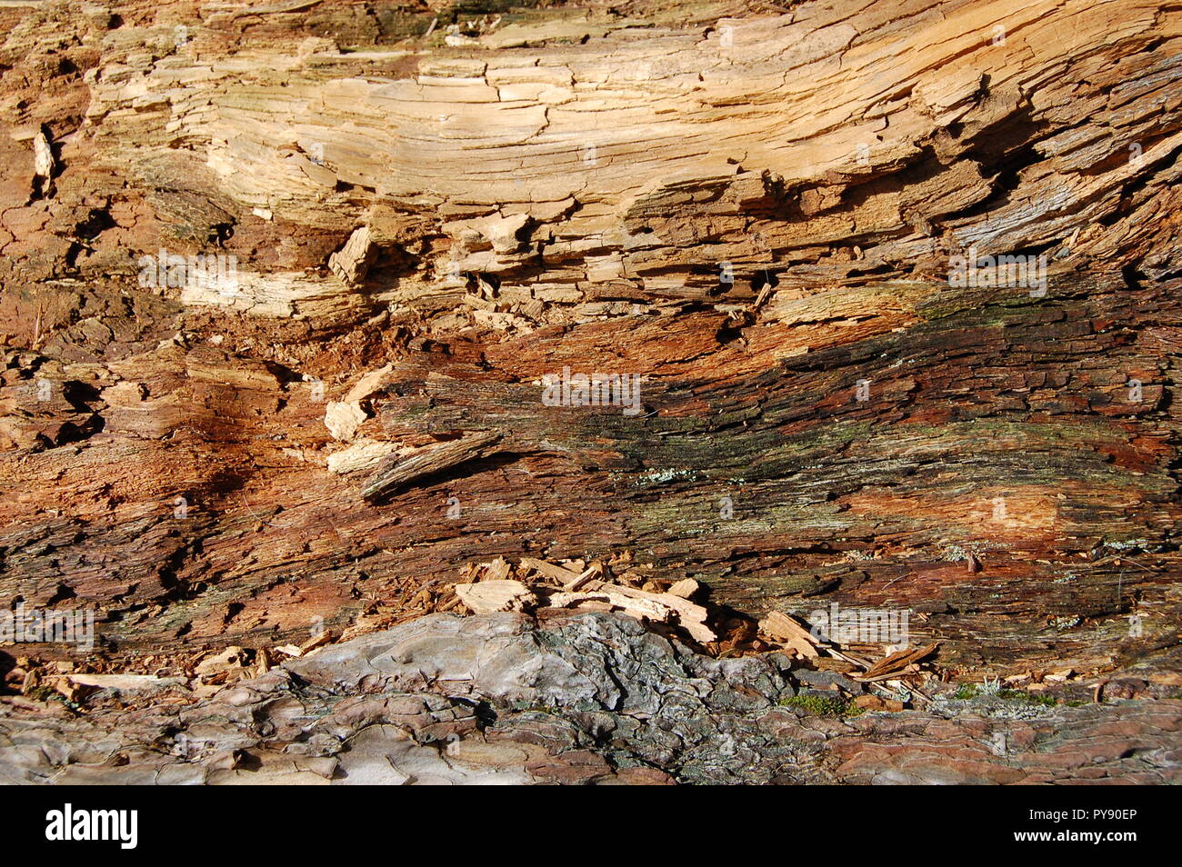 Flake of bark hi-res stock photography and images - Alamy