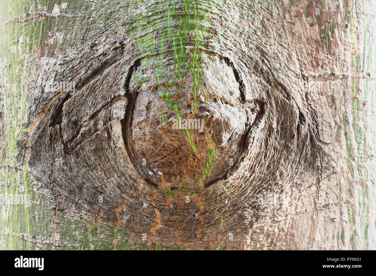 Close up Tree bark background Stock Photo - Alamy
