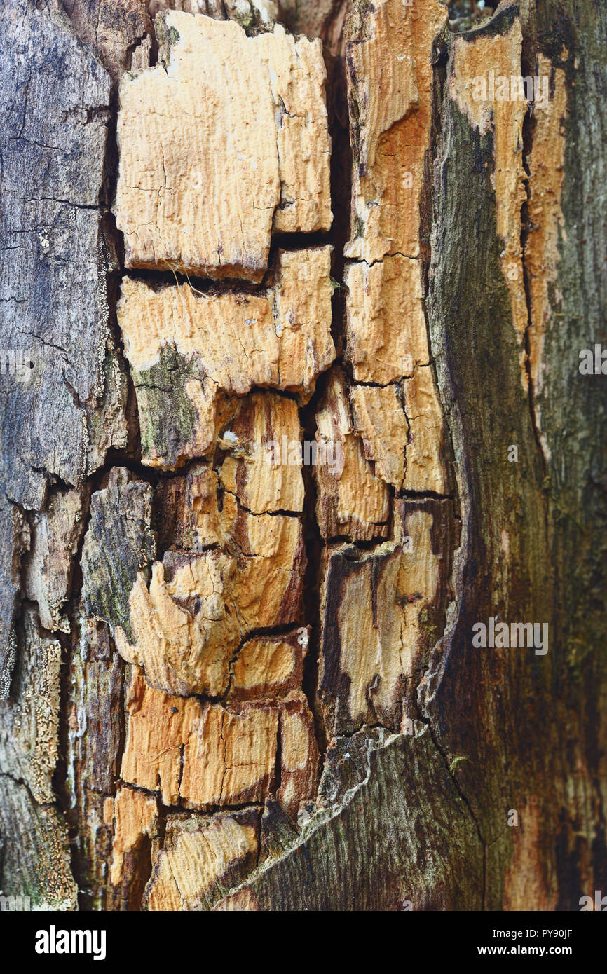 Old decayed wood in direct sunlight Stock Photo - Alamy