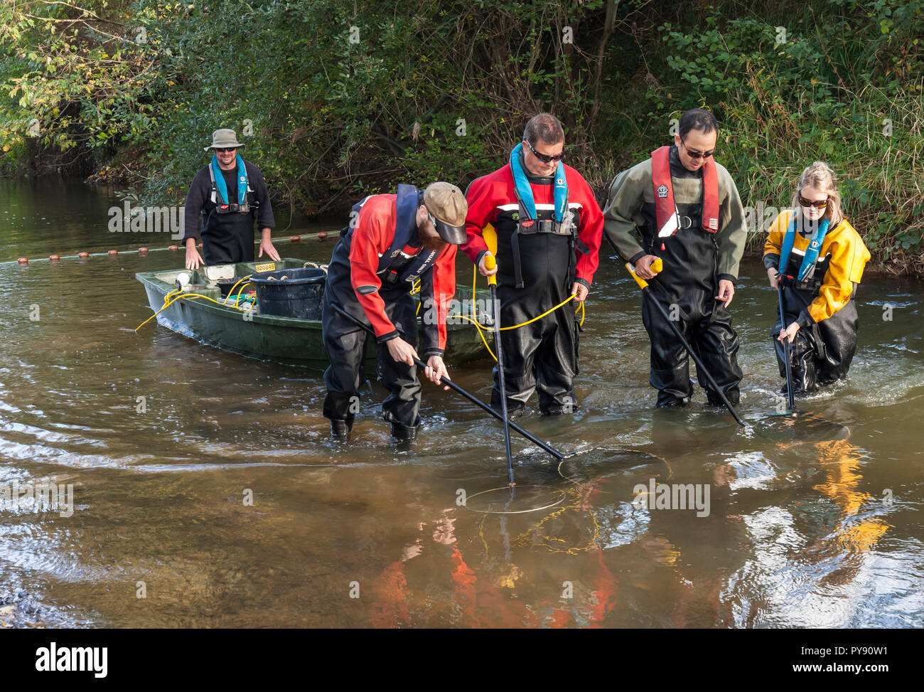 Environment Agency team electrofishing the river Medway to sample fish ...