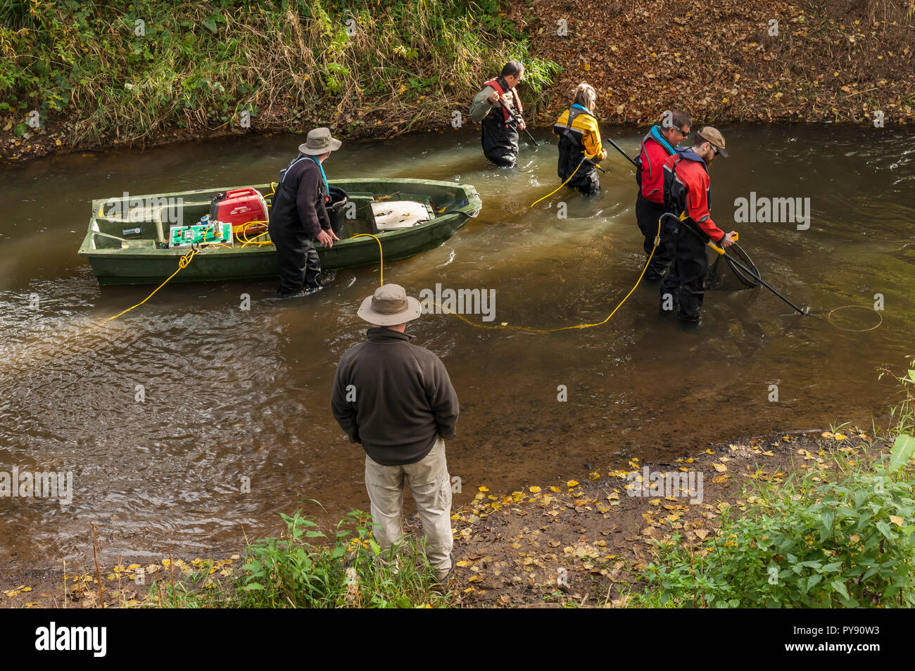 Environment Agency team electrofishing the river Medway to sample fish ...