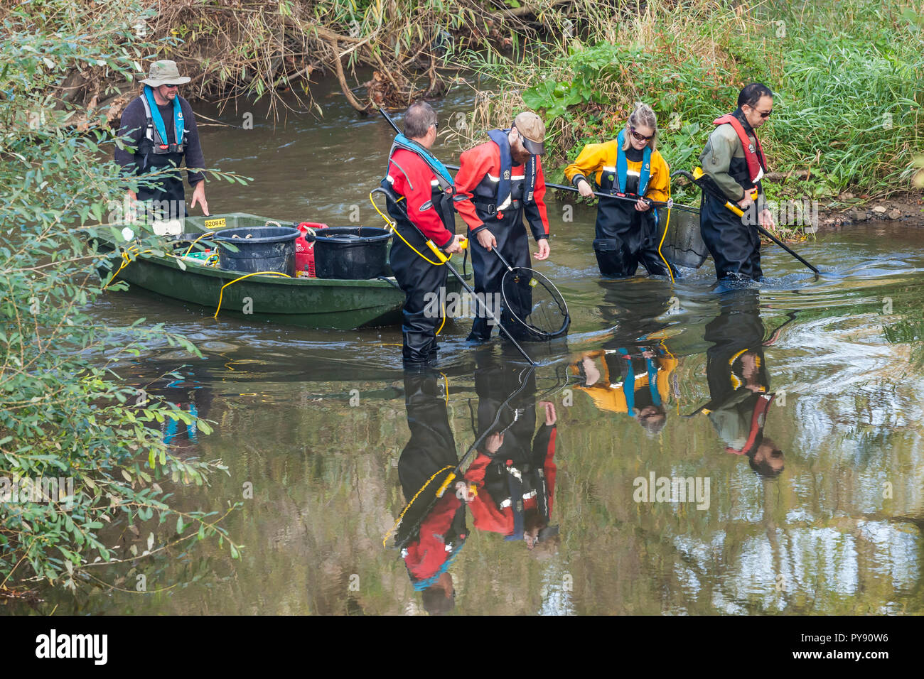 Environment Agency team electrofishing the river Medway to sample fish ...