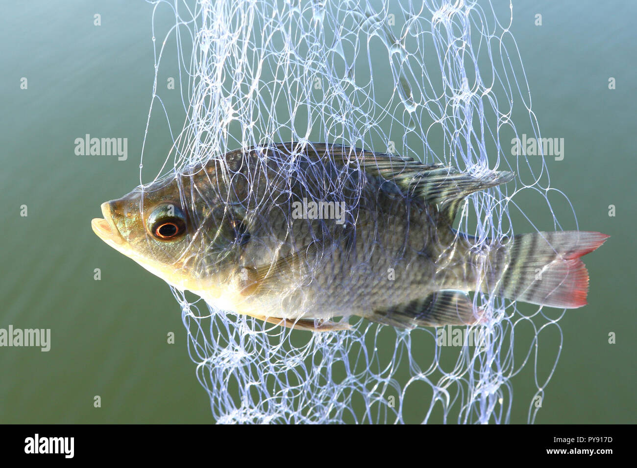 Small tilapia fish trapped in trawl Stock Photo - Alamy