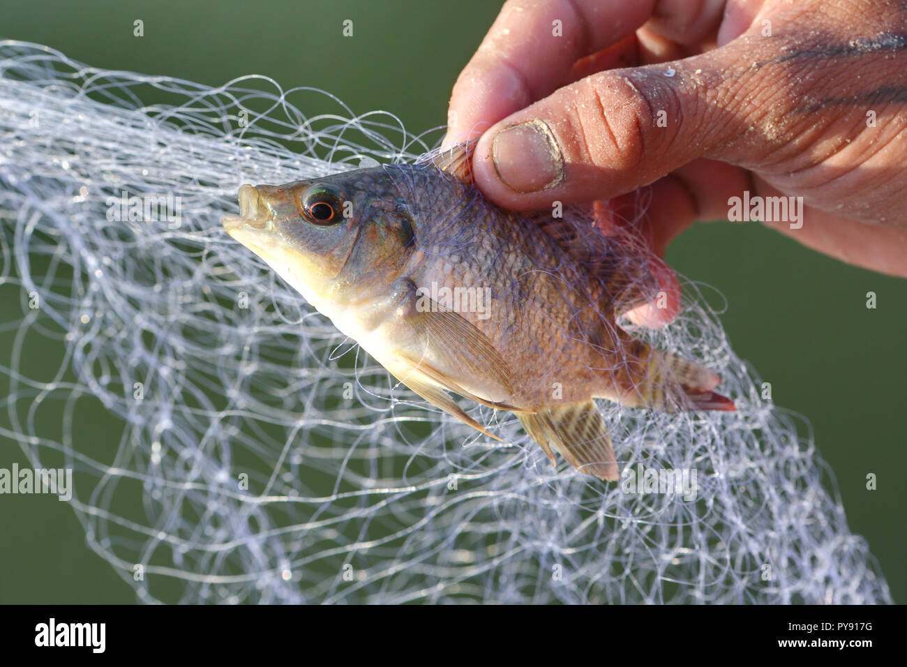 Tilapia Live Fish High Resolution Stock Photography and Images - Alamy