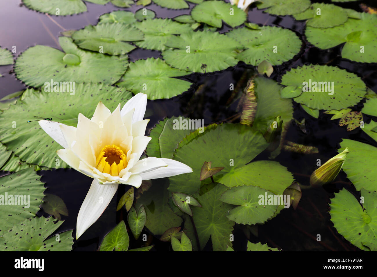 Hydrilla hi-res stock photography and images - Alamy