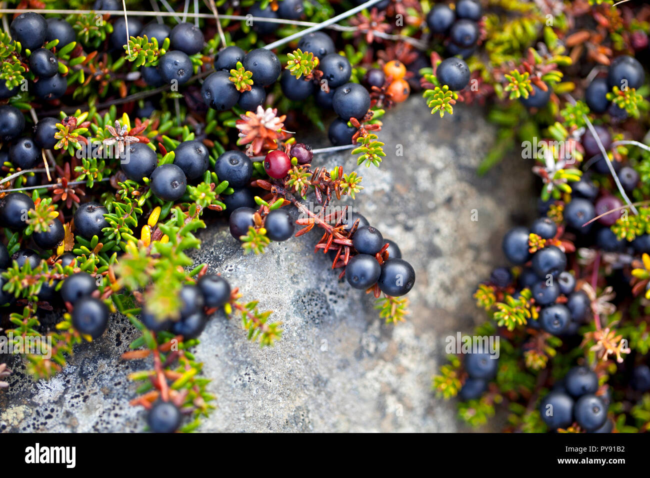 Icelandic low hi-res stock photography and images - Alamy