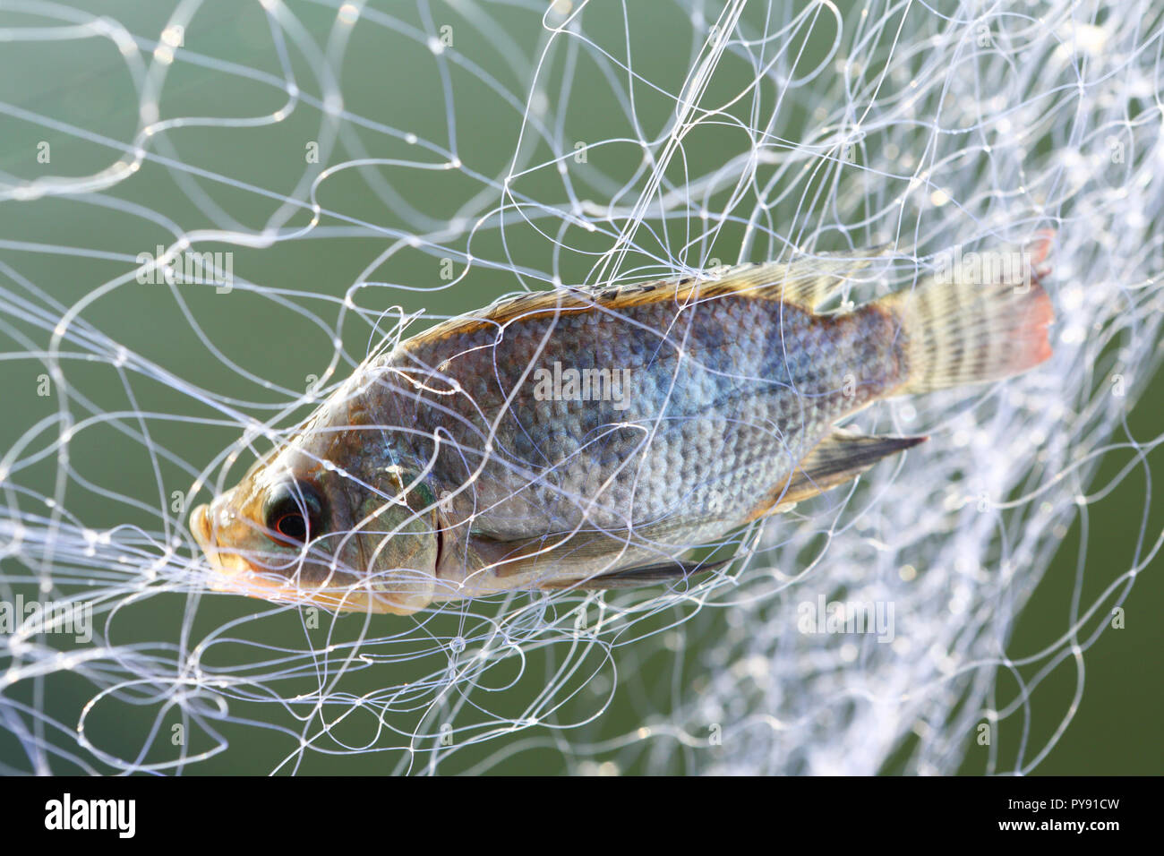 Small tilapia fish trapped in trawl Stock Photo - Alamy